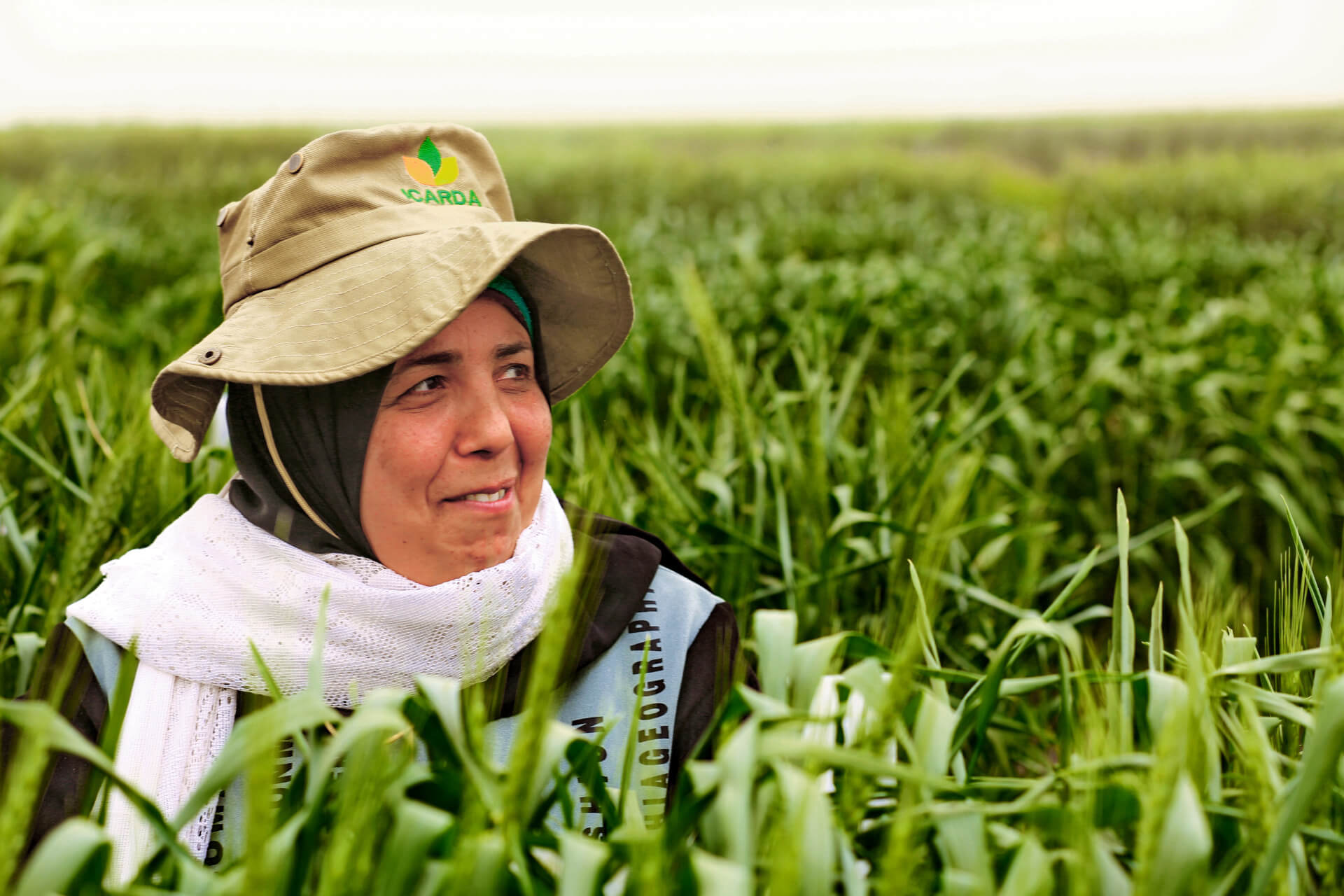 Wheat in Detail - ICARDA Annual Report